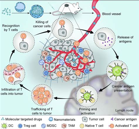 scheme 1 schematic illustration of the nanomaterial enhanced