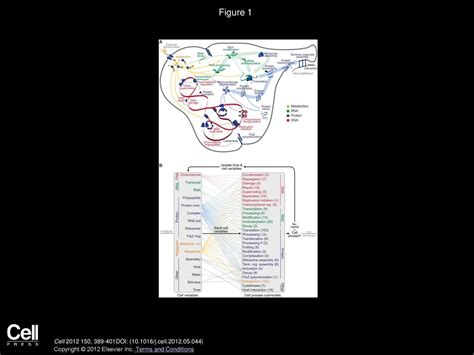 A Whole Cell Computational Model Predicts Phenotype From Genotype Ppt