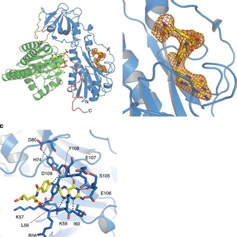 A Electron Density Map Fo Fc Polder Omit Map Contoured At 3σ For Coa Download Scientific