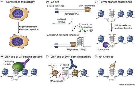 Dna G Quadruplexes Detected In Human Cells Rmoleculargenetics