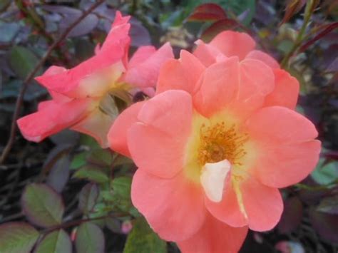 Tangerine Tango The Garden Rose Company