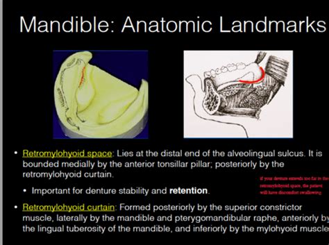 Retromylohyoid Space