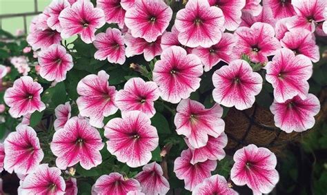 Петуния ампельная Опера: фото, описание и отзывы