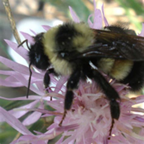 Rusty Patched Bumble Bee