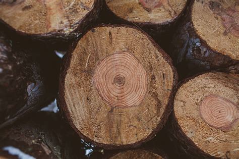 잘라 나무 줄기의 나무 텍스처입니다 연례 고리와 나무 줄기를 잘라 나무 배경 또는 디자이너에 대 한 텍스처입니다 소나무는 겨울 숲에 기록합니다 나무 줄기 배경입니다 0명에