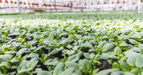 4 Reasons To Adopt Greenhouse Automation For Your Farming Business Agriculture Guruji