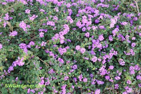 Trailing Lantana Delightful Lavender Ground Cover Southwest Gardener