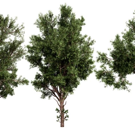 collection plant vol 549 blender tree 3d model for
