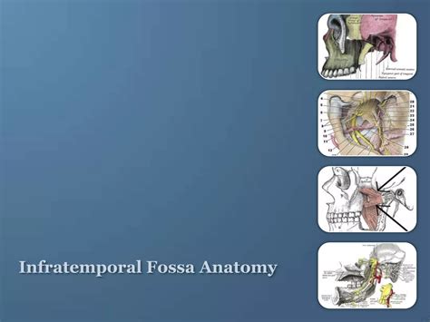 Infratemporal Fossa Pptx Ear Nose And Throat Conditions Diseases