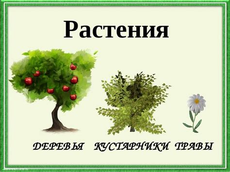 Деревья и кустарники картинки для детей