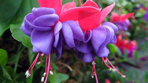 7 Top Trailing Fuchsia Varieties For Hanging Baskets 7 Top Trailing Fuchsia Varieties For Hanging Baskets