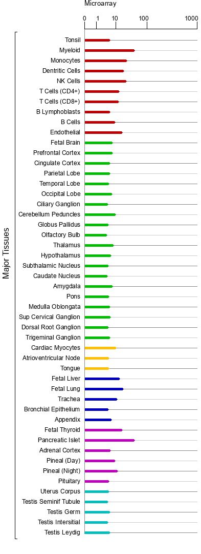 Cited2 Gene Genecards Cite2 Protein Cite2 Antibody