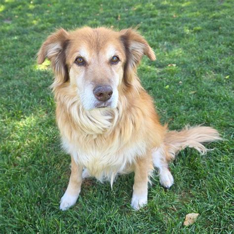 Recently Adopted — Companion Golden Retriever Rescue