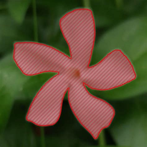 Accurate Vinca Flower Shapes Segmentation Kaggle