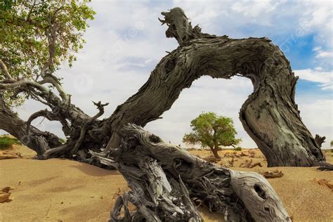 Populus Euphratica In The Desert Background Desert Landscape Populus Euphratica Background