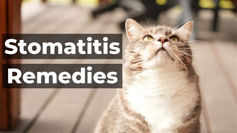 Cat Dental Disease Feline Stomatitis Remedies Sensijuana