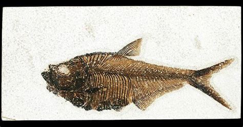 Fossilization Art Fine Art America