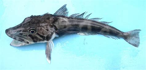 Antarctic Icefish Characteristics And Facts