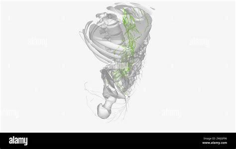 Lymphatics Cut Out Stock Images And Pictures Alamy