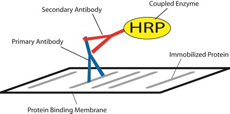 What Is The Best Blocking Agent For Western Transfer
