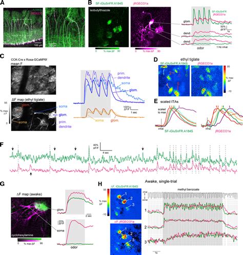 Dual Color Imaging Reveals High Correspondence Between Presynaptic And