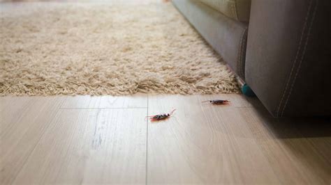 Bed Bug Vs Roach Whats The Difference Angi