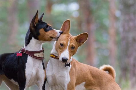 Basenji Colors 4 Standard Colors Combinations And Markings