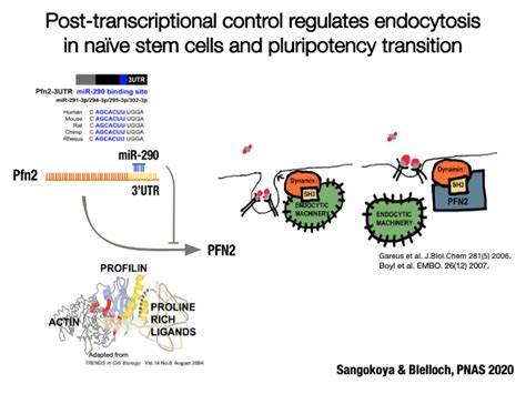 Stem Cell Fate And Function — Carolyn Sangokoya Md Phd