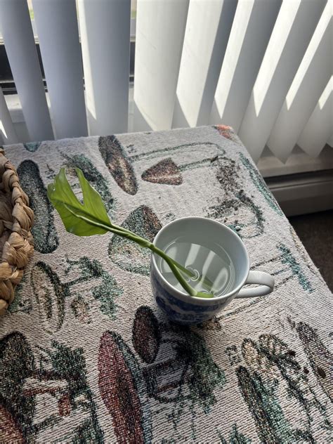 Propagating First Time Is This Really All I Gotta Do R Houseplants