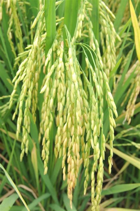 Closeup Of A Paddy Seed Stock Image Image Of Enviroment 264870655