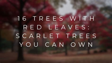 16 Trees With Red Leaves Choose Your Favorite Crimson Beauties Planted Shack