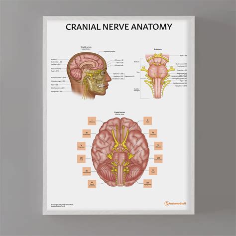 Cranial Nerve Anatomy Chartposter Laminated Anatomystuff