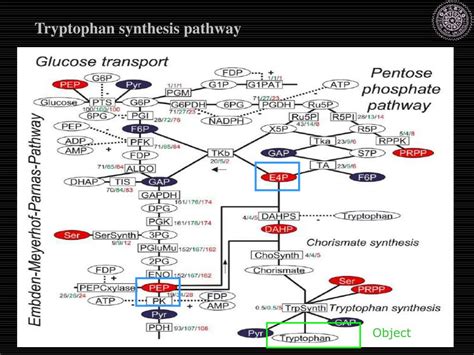 Ppt System Biology Term Project Tryptophan Production Powerpoint