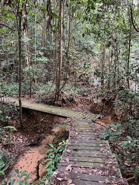 Jungle De Taman Negara Malaisie Jours 16 à 17 Carnet De Voyage