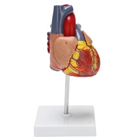 인체 심장 모델 해부학적으로 정확한 심장 모델 생명 크기 인간 골격 해부학 과학 교실 연구 디스플레이 T 11 학교 및 교육 용품