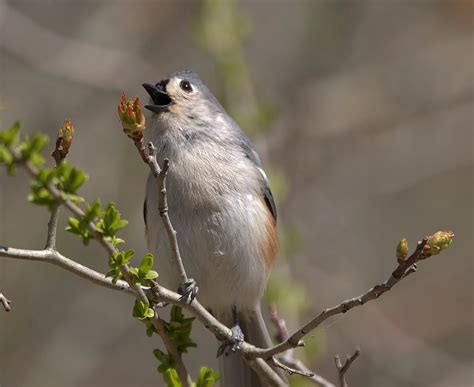 Funky Photos Titmouse Singing Into The Mic 😆 And Black Facebook