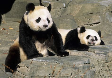Things You Never Wanted To Know About Giant Panda Sex But We Asked Anyway WTOP News