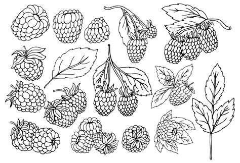 Premium Vector Raspberry Vector Drawing Isolated Berry Branch Sketch