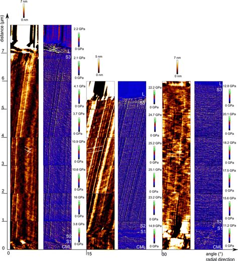 Height And Indentation Modulus Images Across The Cell Wall In The