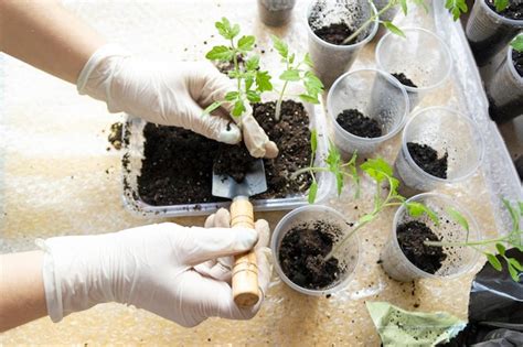 Premium Photo Seedling Seedling Of A Young Tomato Transplanting