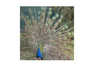 ImportNetworkFromONNX Import ONNX Network As MATLAB Network MATLAB