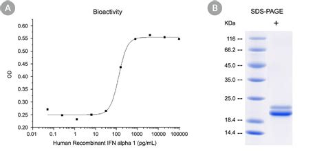 Human Recombinant Ifn Alpha 1 Stemcell Technologies