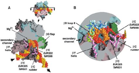 Additional Views Of The Tec Model The Taq Core Rnap Crystal Structure