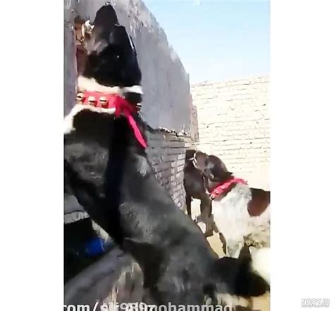 عکس توله سگ سرابی فروشی عکس نودی