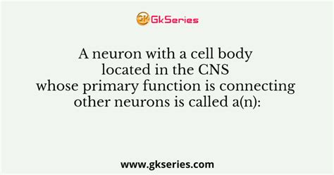 A Neuron With A Cell Body Located In The Cns Whose Primary Function Is Connecting Other Neurons