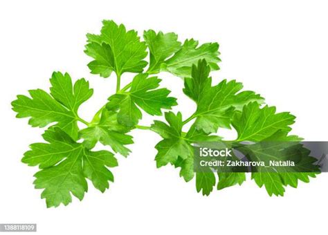 흰색 배경에 고립 된 파슬리 허브 파슬리 리프 탑 뷰 플랫 레이n 고명에 대한 스톡 사진 및 기타 이미지 고명 나뭇가지 날것 Istock