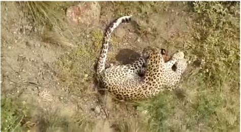 یک قلاده پلنگ در منطقه حفاظت شده کاغذ کنان شهرستان میانه مشاهده شد ایسنا