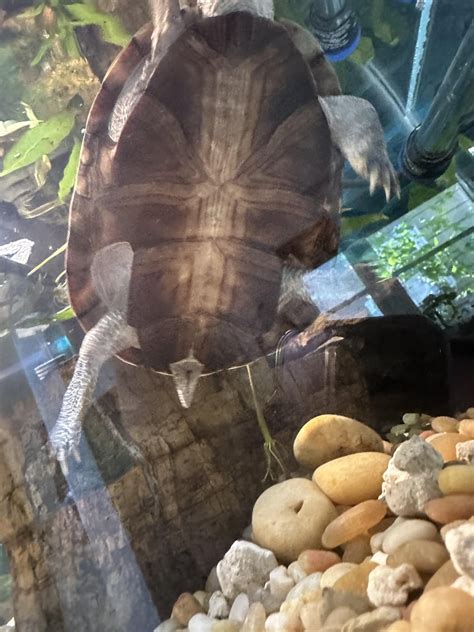 African Sideneck Sex Determination Rturtle