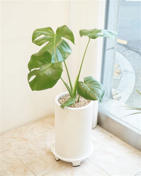 Flower On 갈라지는 잎이 매력적인 인테리어화분 몬스테라 🌱 깔끔한 흰색원형화분에 이쁘게