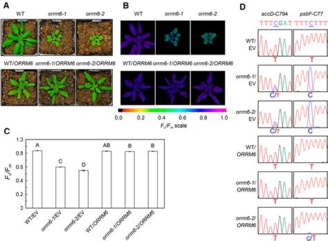 Figure 7 From An Organelle Rna Recognition Motif Protein Is Required For Photosystem Ii Subunit